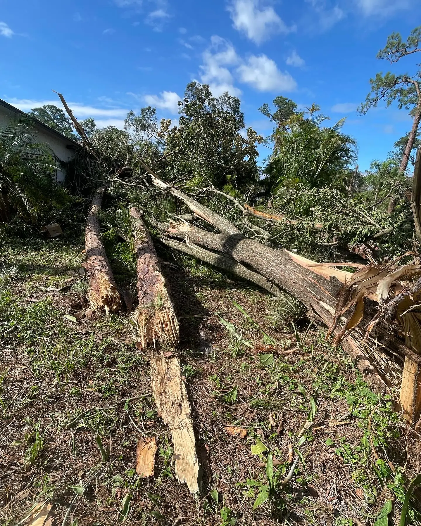 How to Handle Storm-Damaged Tree Removal? - Heaven Gables